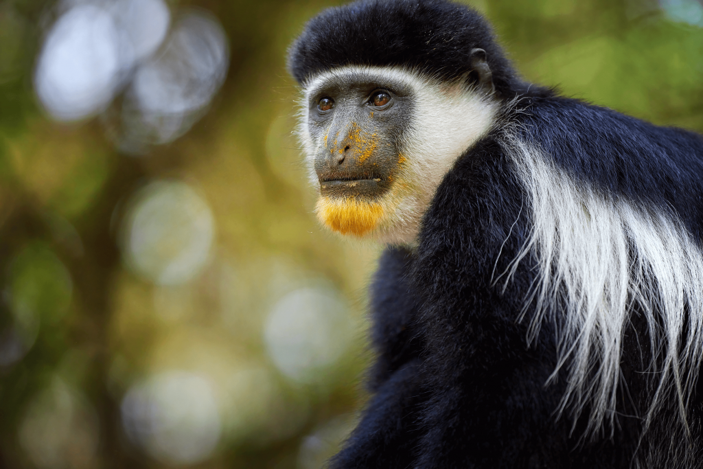 Photo Wallpaper | Buy wallpaper art with apes and monkeys online ...