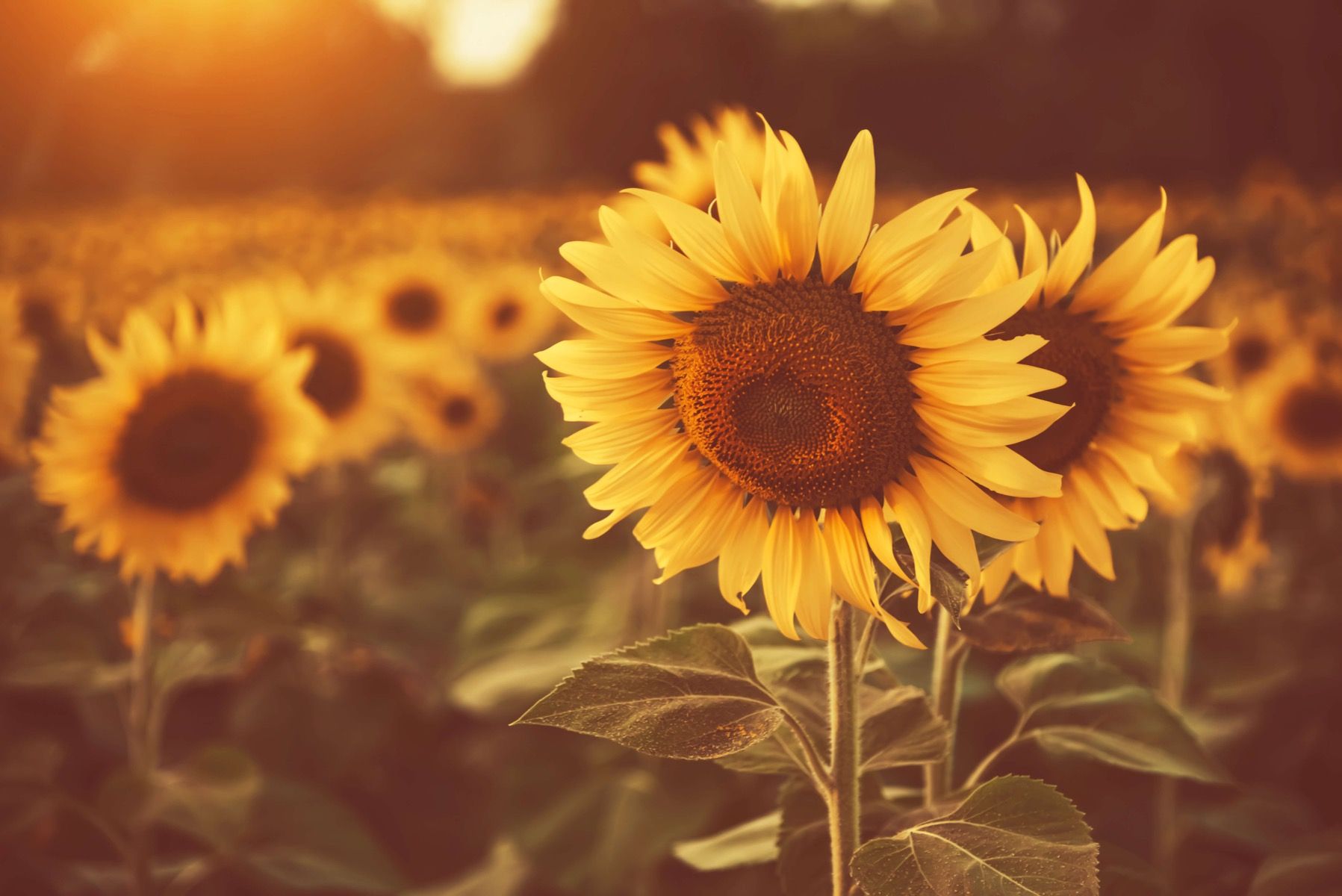 Tumblr Sunflowers Wallpaper