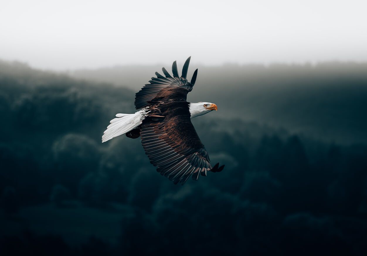Wallpaper Bald Eagle Screensavers Independence Day Desktop Wallpapers