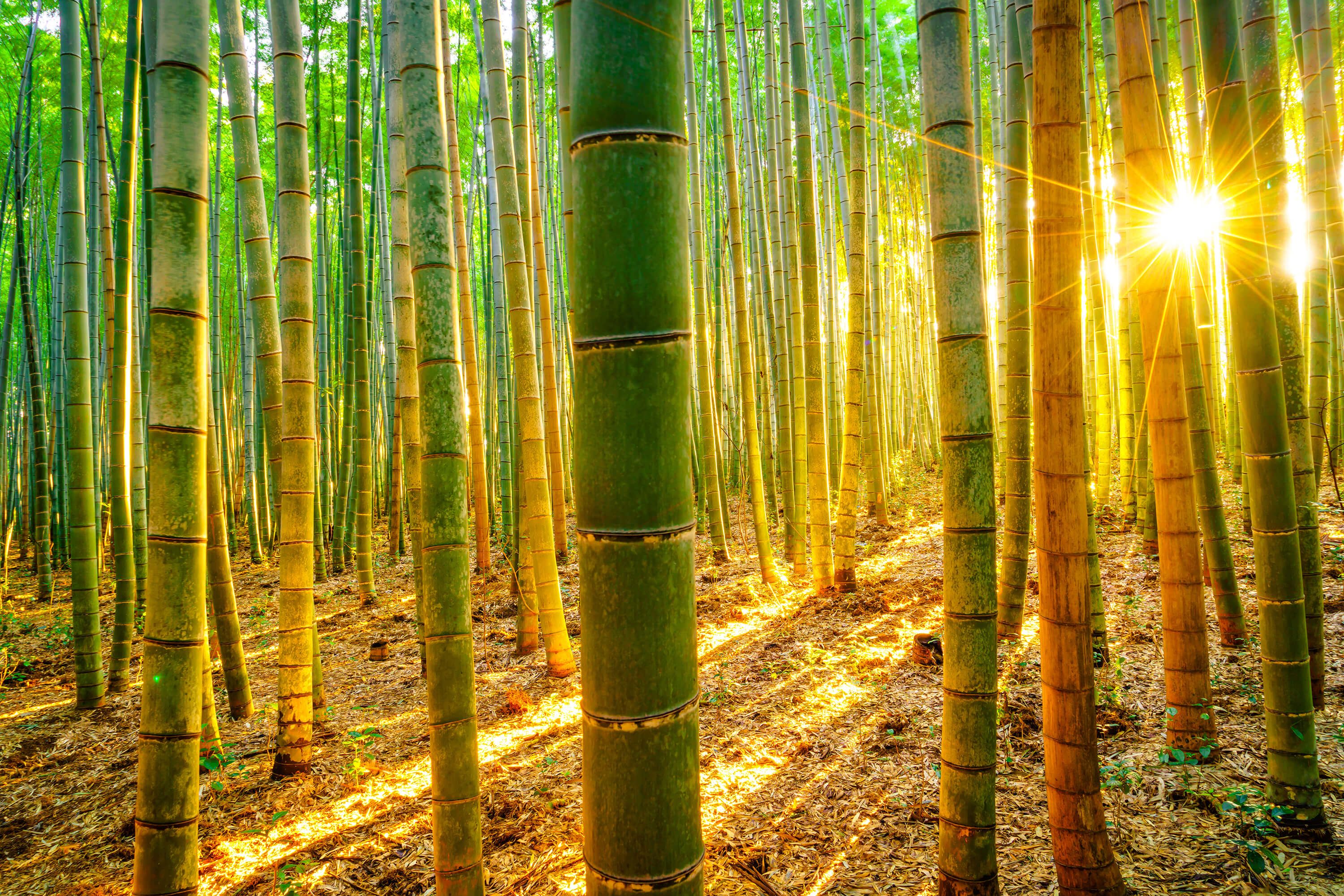 Bamboo Forest Mac Machiku Bamboo | Carolina Bamboo Garden