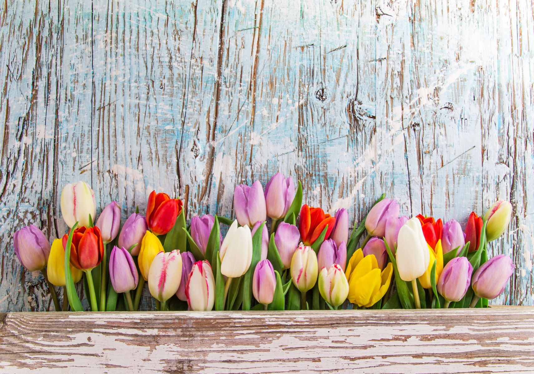 Wallpaper Mural - Tulips with wood - Photo Wallpaper