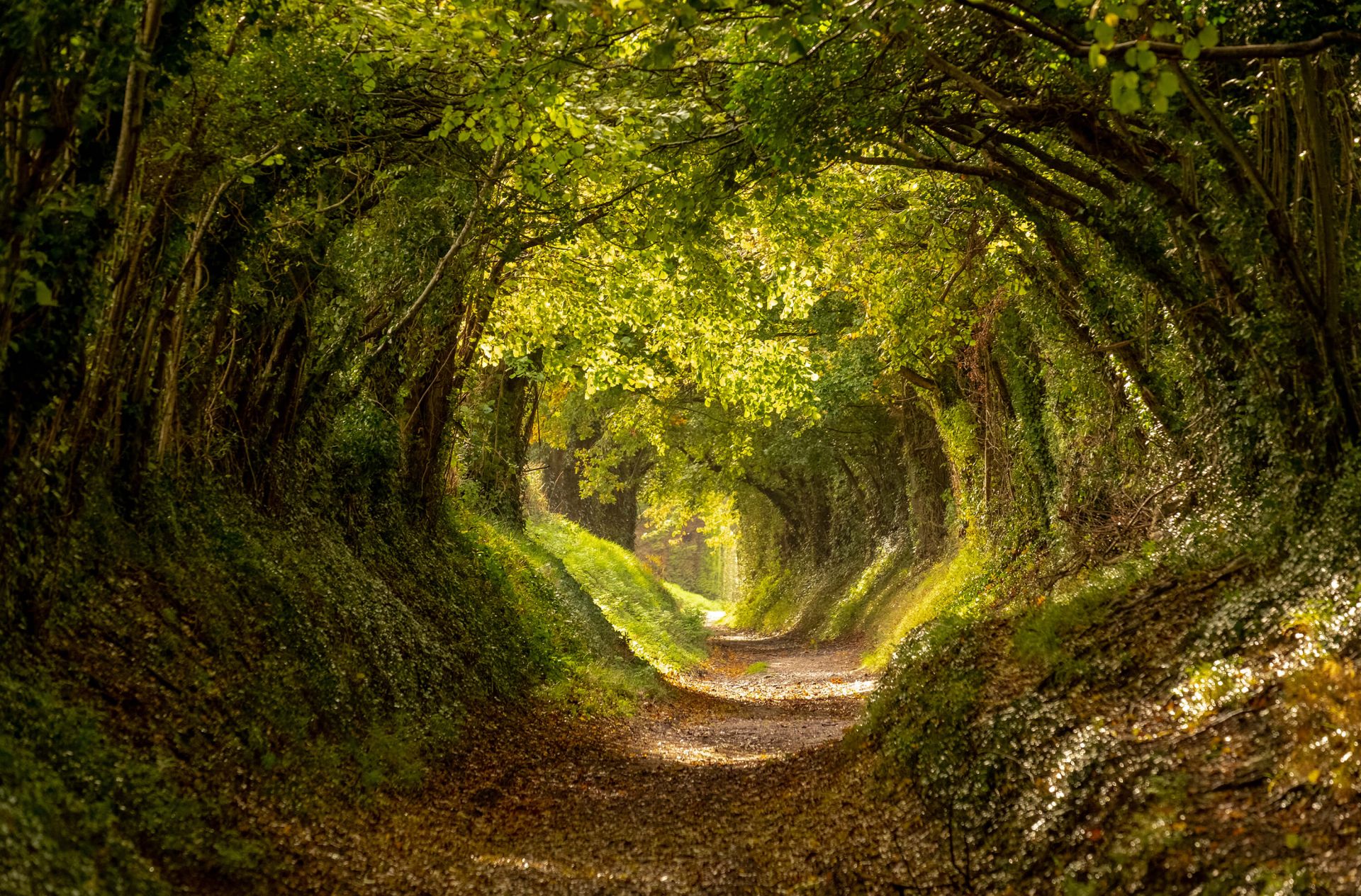 Halnaker tree tunnel - Wallpaper Halnaker tree tunnel - Wallpaper