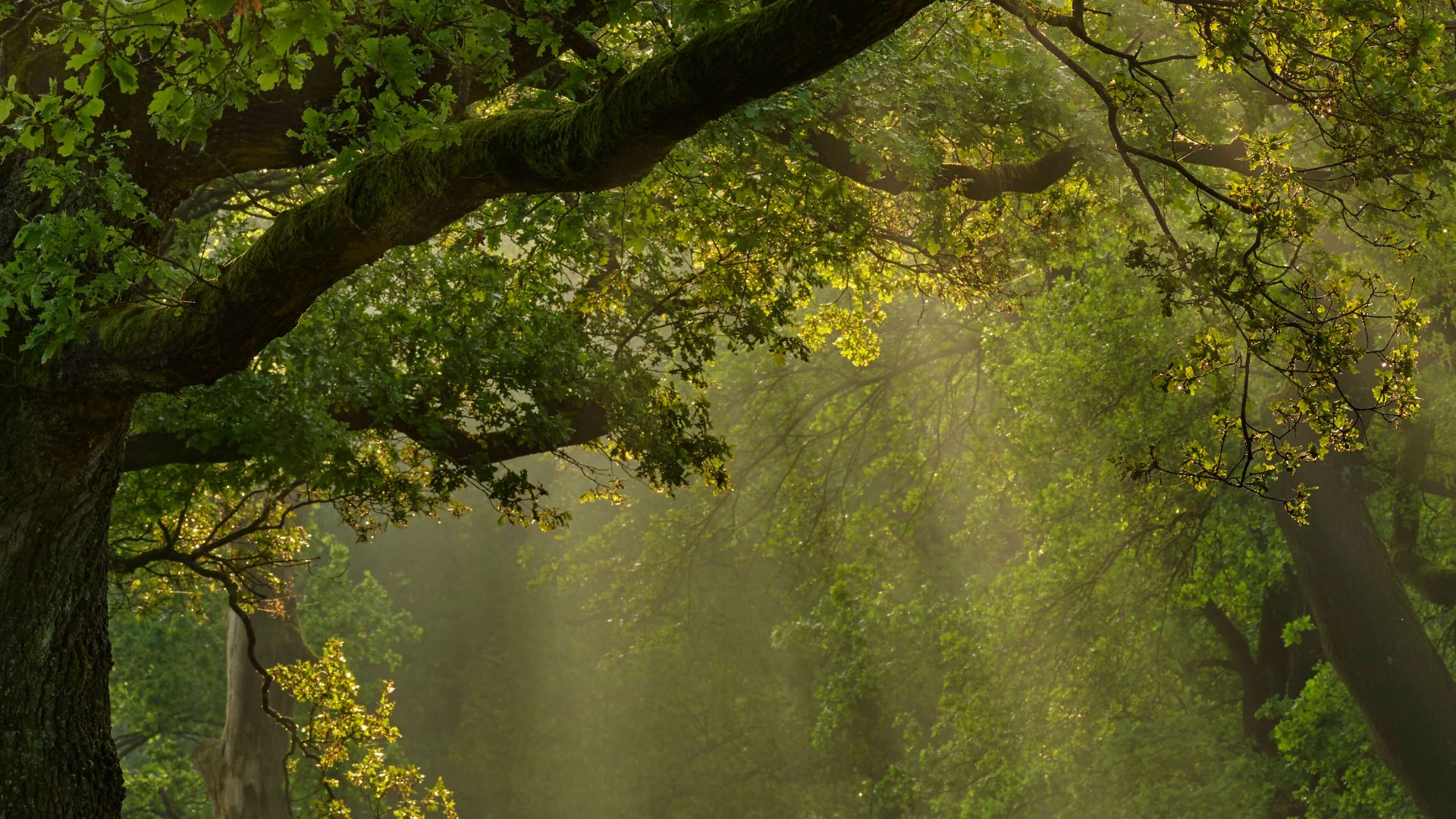 Oak Tree Forest Wallpaper