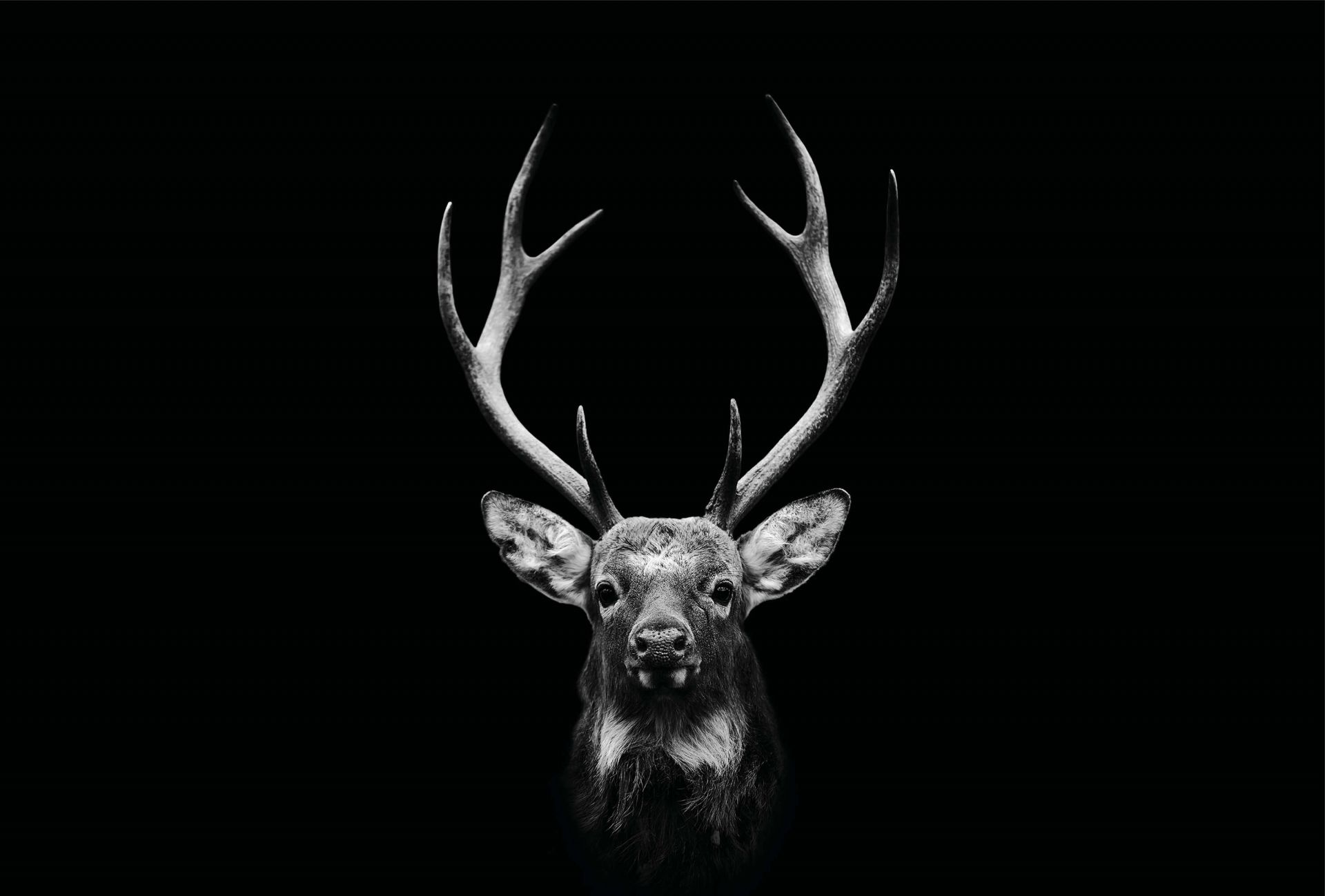 Black And White Deer Wallpaper