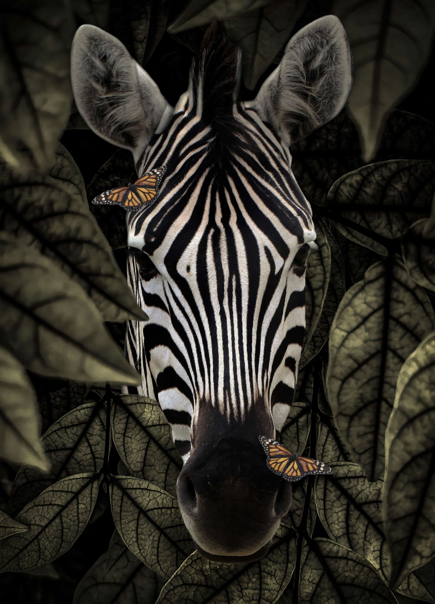 Wallpaper Mural - Jungle Zebra Portrait - Photo Wallpaper