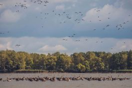 Wallpaper Mural - Flight over the Water - Photo Wallpaper