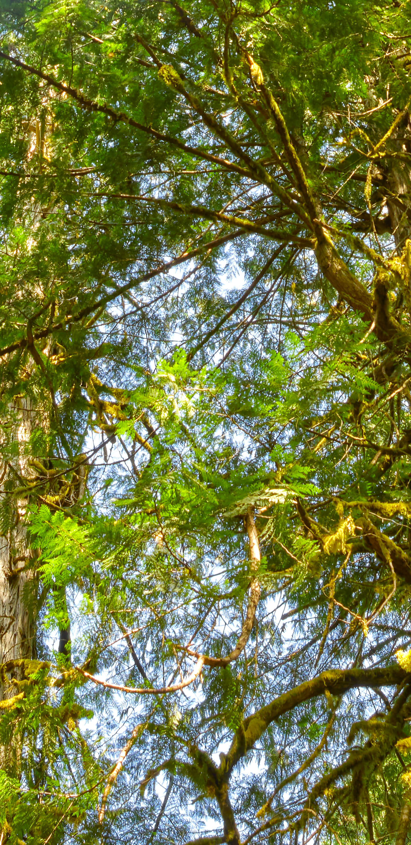 Trees and leaves - Photo Wallpaper