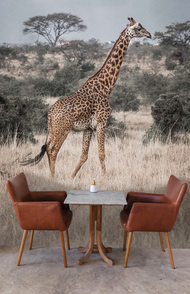 Giraffe Portrait - Photo Wallpaper