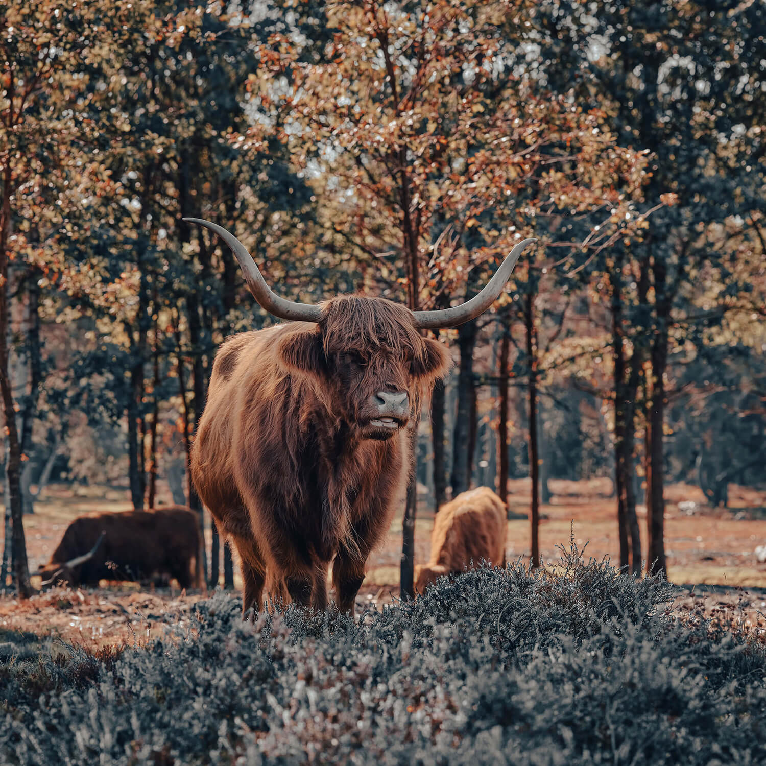 Buffalo Desktop Wallpaper